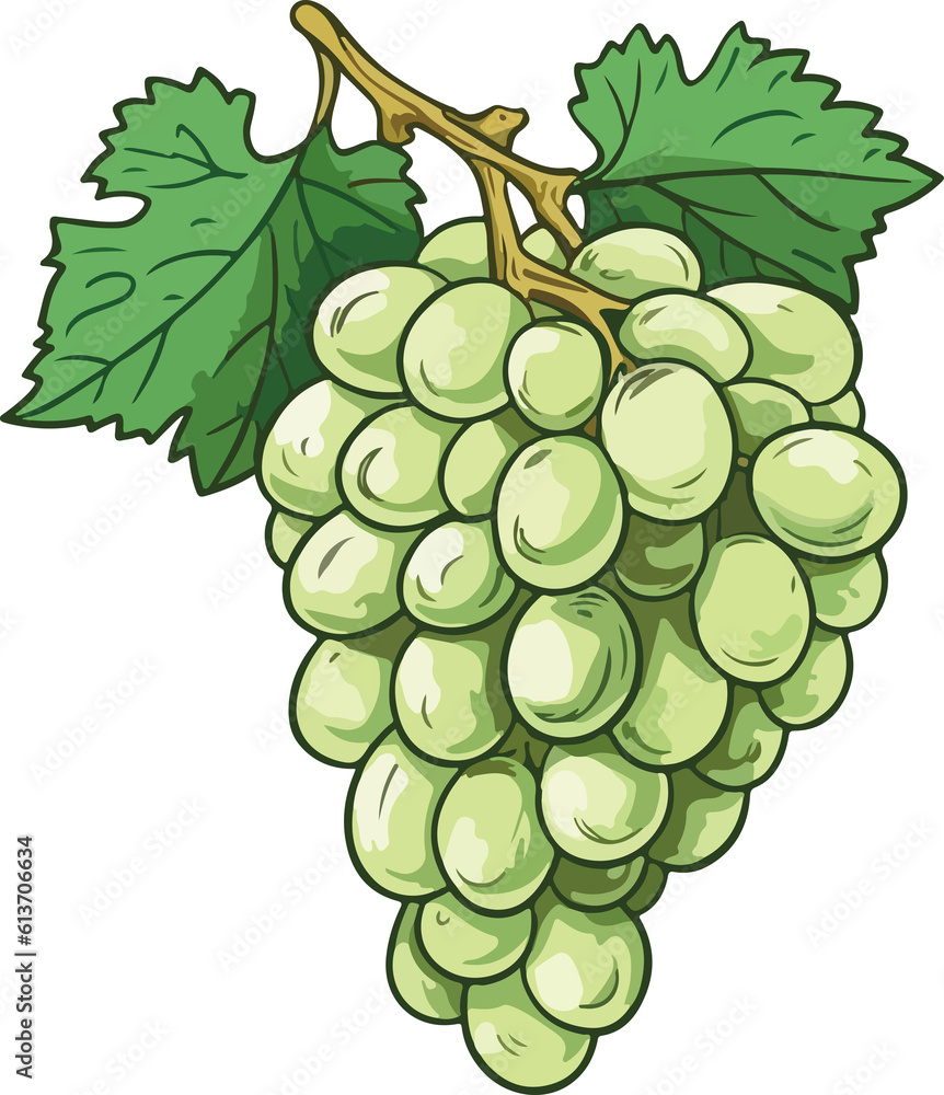 Hand drawn cartoon green grapes on a pure white background color, hand ...