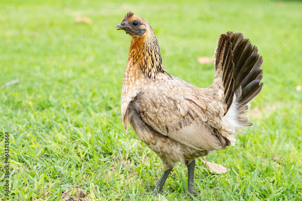 Female red junglefowl at Kualoa Regional Park, Oahu, Hawaii. The ...