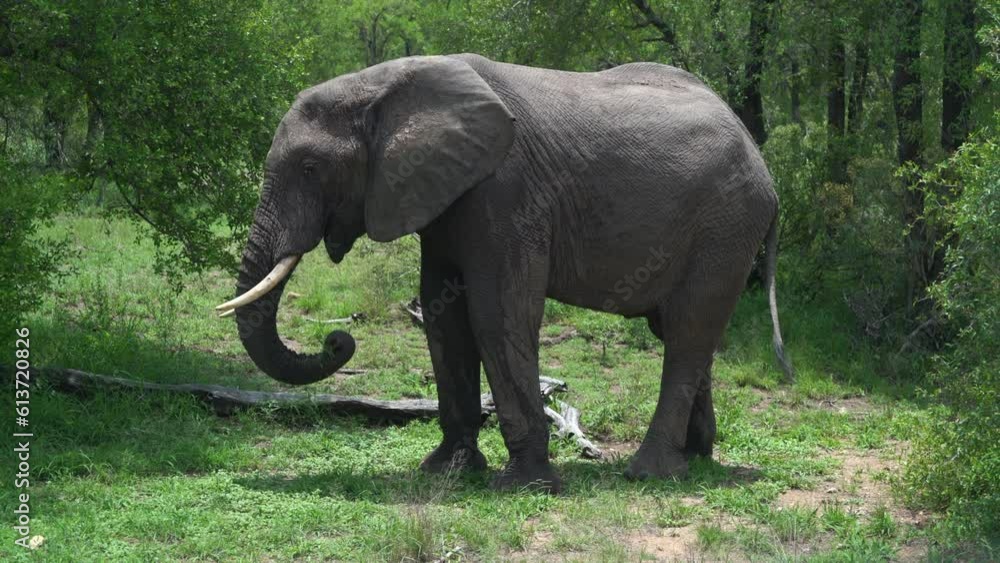 Kruger National Park big five elephant eating marula tree Sclerocarya ...
