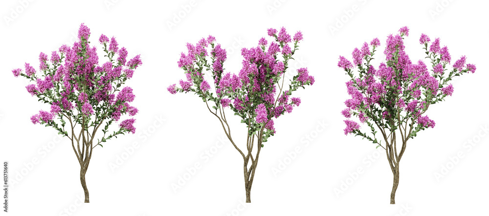 Lagerstroemia indica tree on transparent background, garden plants ...