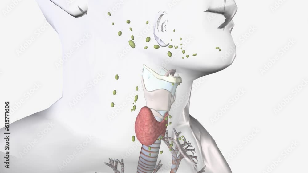 Lymphatic drainage of the thyroid gland Stock Video | Adobe Stock