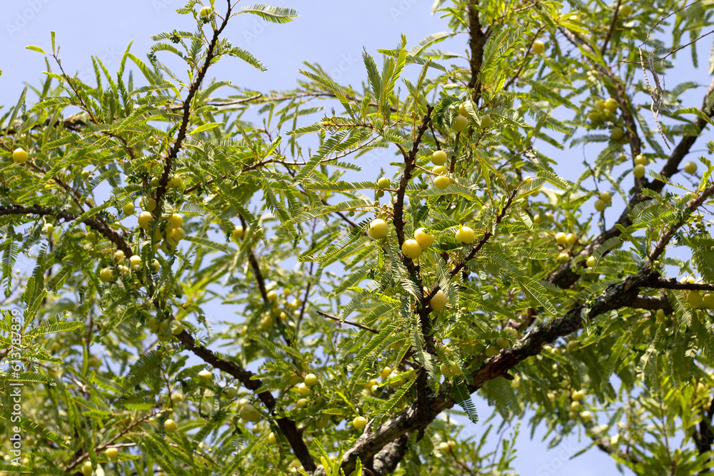 Phyllanthus emblica tree with fruits (Indian Gooseberry, Amla) Stock ...