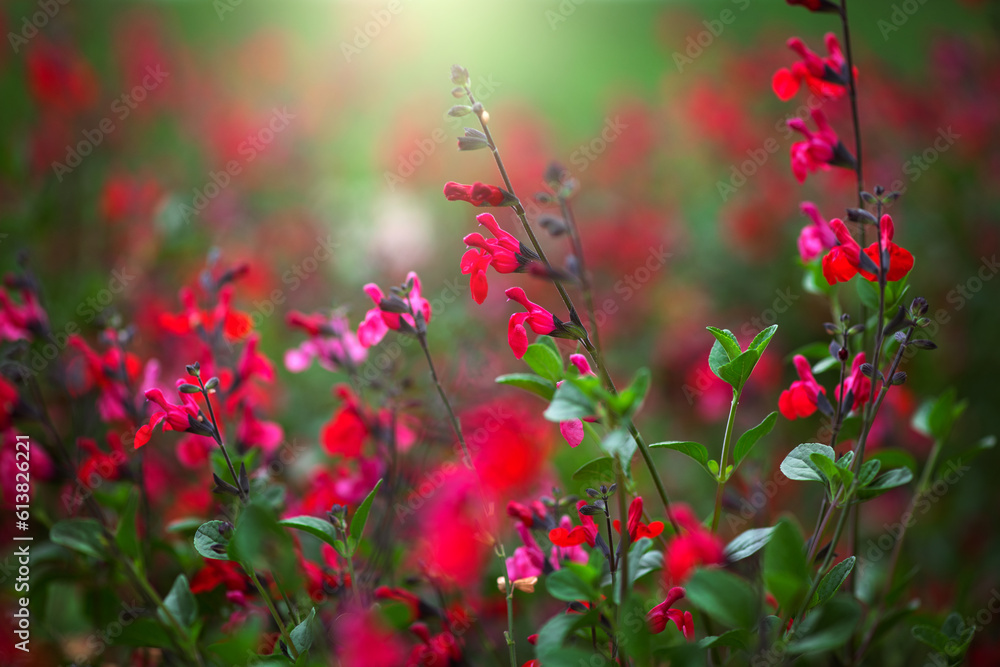 Sage royal bumble, red salvia blooming in summer garden. Red flowers of ...