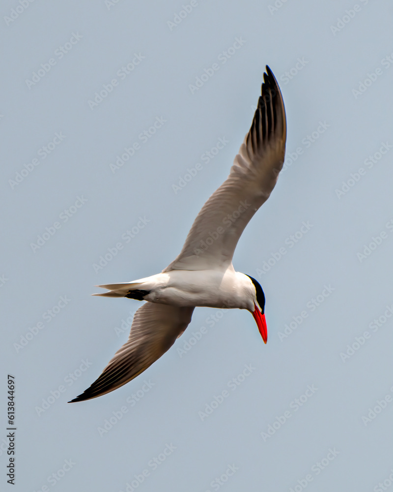 Common Tern Photo and Image. Tern flying with blue sky and displaying ...