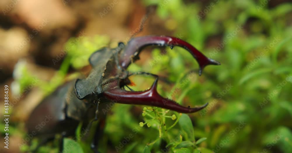 head and horns of a male stag beetle standing on green grass. whiskers ...