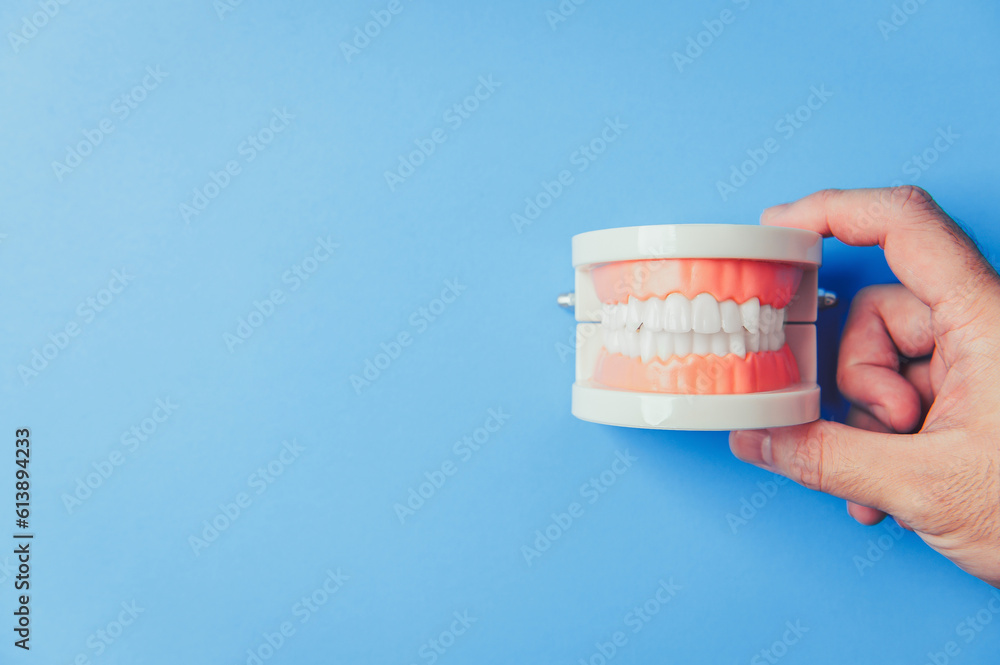 Hand holding teeth gum jaw model on blue background with copy space ...