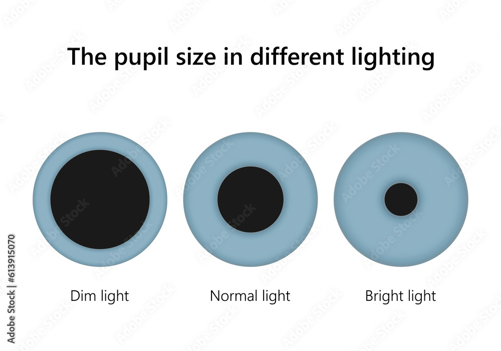 Human eye. The pupil size in different lighting. Stock Illustration ...
