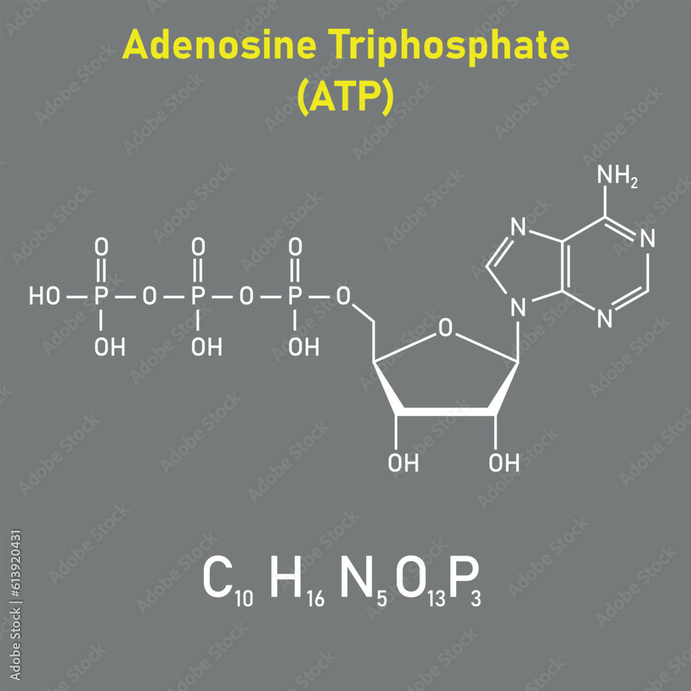 Chemical structure of Adenosine triphosphate (ATP) (C10H16N5O13P3). adenine ribose and three ...
