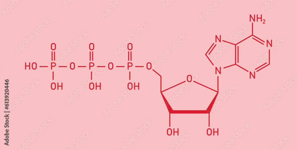 Chemical structure of Adenosine triphosphate (ATP) (C10H16N5O13P3 ...