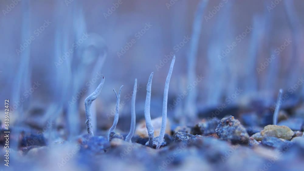 Xylaria hypoxylon commonly known as candle stick fungus or stag’s horn ...