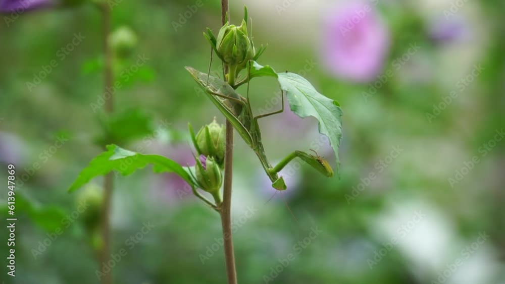 Close-up of Caucasian rare insect green praying mantis Mantis religiosa ...
