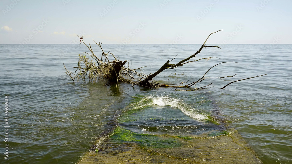 Trees with floating debris has reached Black Sea coastal zone in Odessa ...