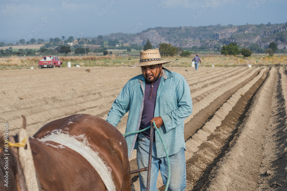 Traditional agricultural work: Mexican peasant farmer tilling the land ...