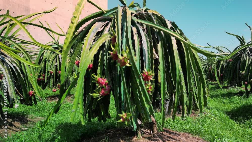 Dragon fruit, grown in the heat. Close up view dragon fruit trees growing in rows In pitaya farm ...