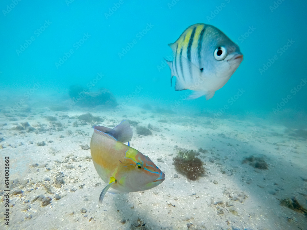 Parrot fish and sergeant major fish swimming side by side in the sea ...
