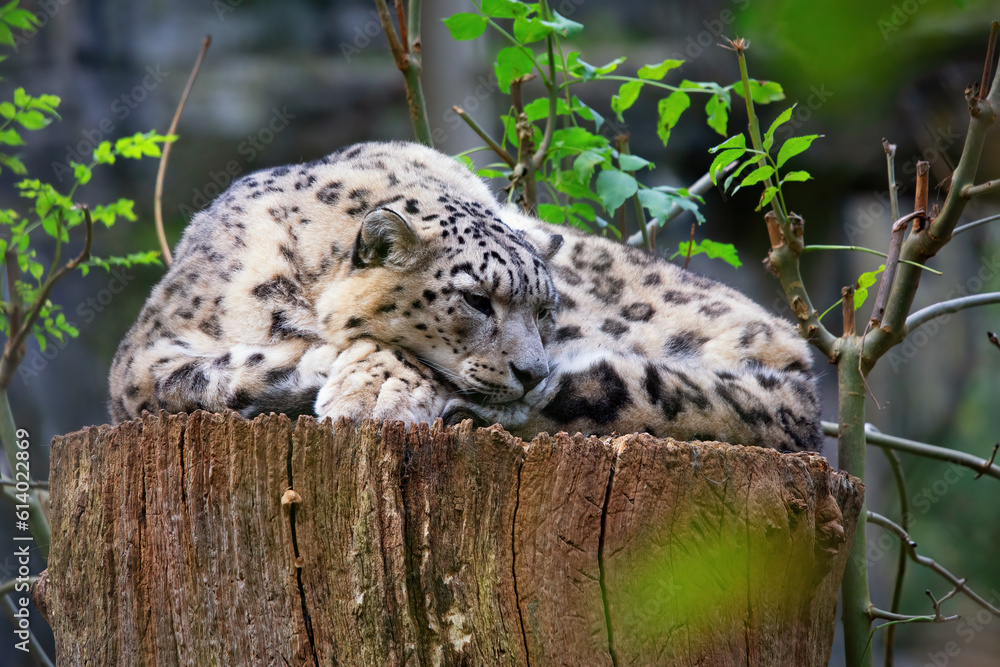 Foto de Beautiful snow leopard laying down and resting on a tree stump ...