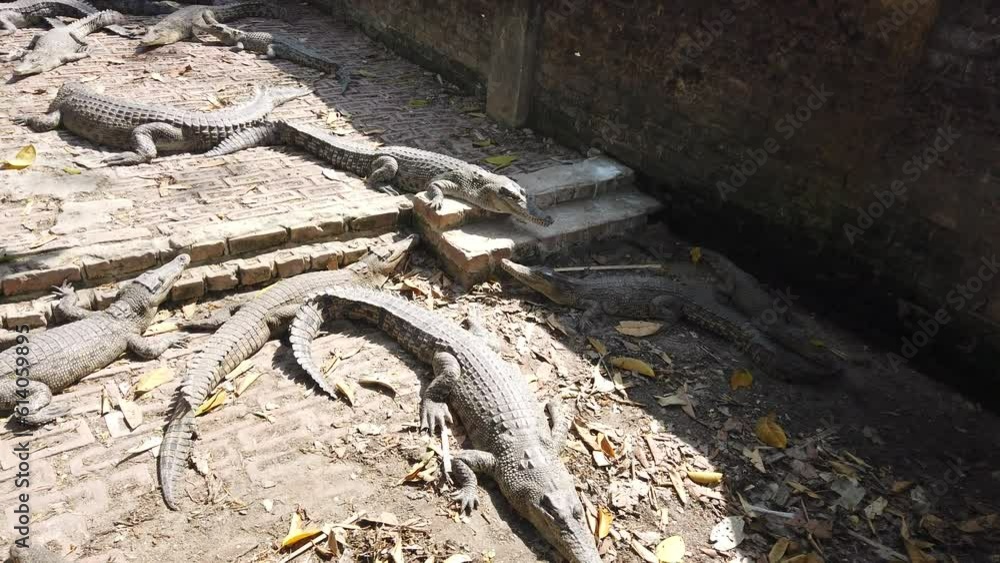 Reptile Carnivore Predator Scaly skin Aquatic Ectothermic Crocodylidae ...