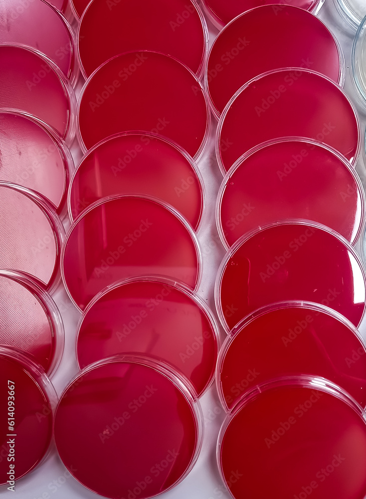 Clean glass petri dish with media inside, concept of science lab test ...