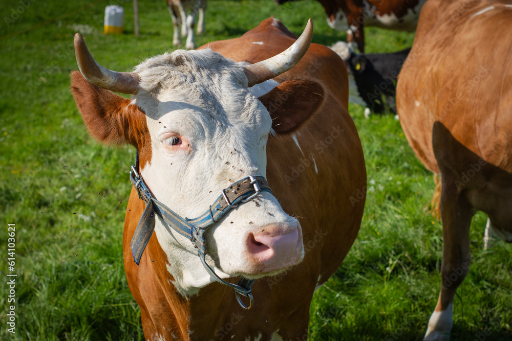Krowa na pastwisku | Cow on the grassland Stock Photo | Adobe Stock
