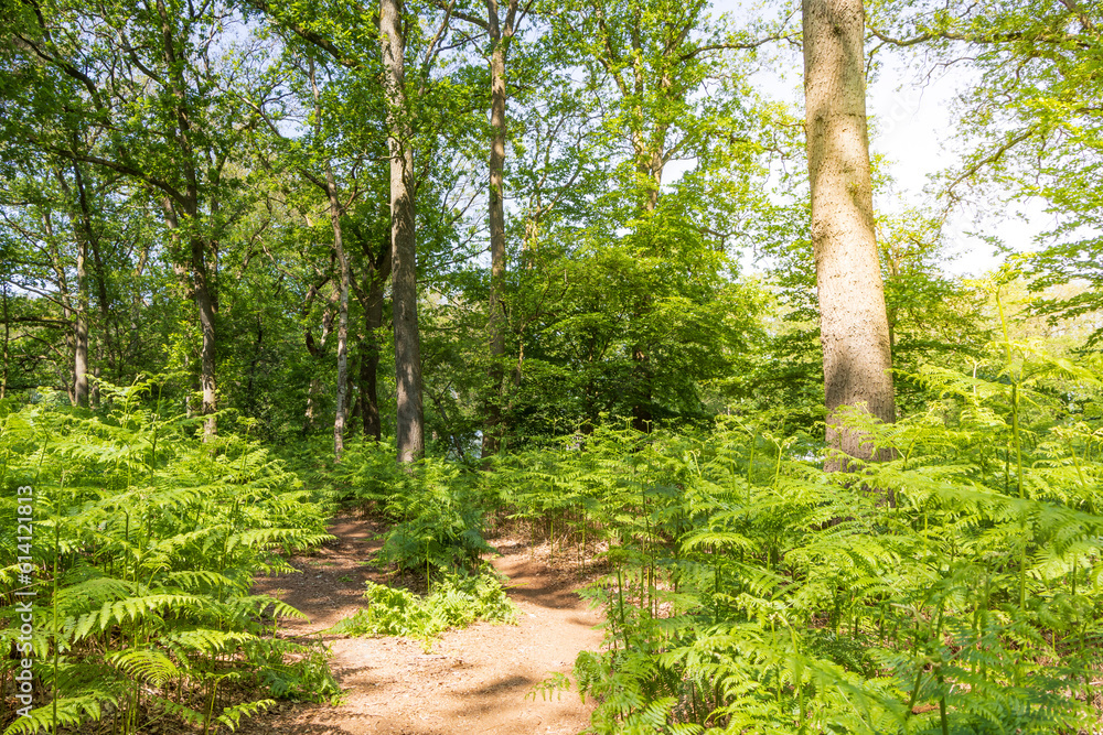 Foto de Sunny forest landscape with path and green bracken fern ...