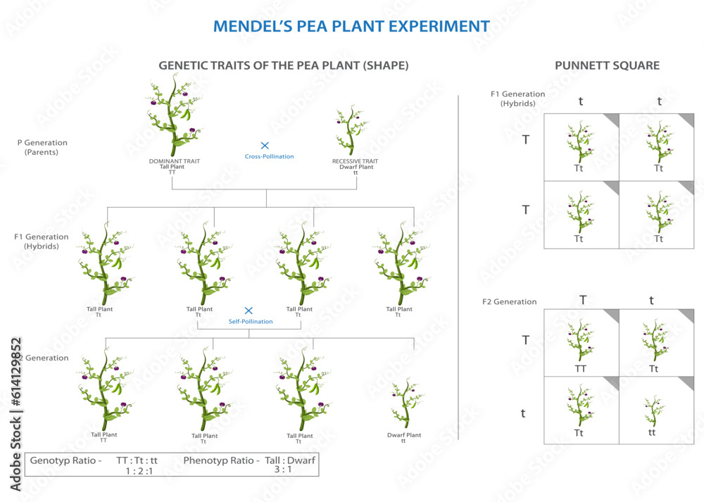Poster Mendel's pea plant experiment laid the foundation for modern ...