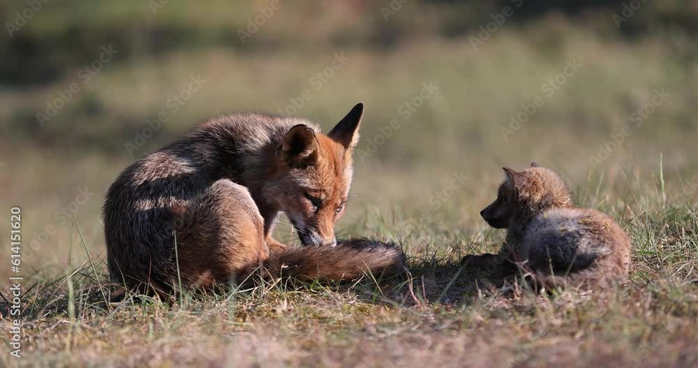Interaction between a young red fox and its mother Stock Video | Adobe ...