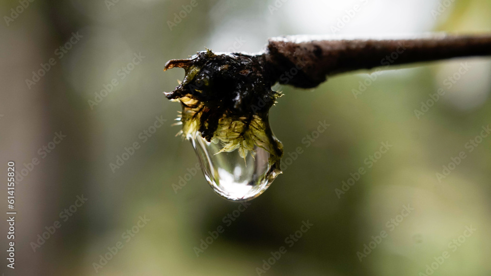 Gota de agua dadora de vida en las montañas del bosque nuboso de la ...