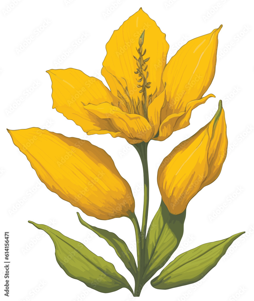 cartoon yellow Canna Lily Flower , clip art , vector , illustration ...