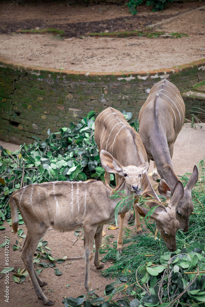 Female Lesser Kudu, Kudu, Greater kudu or kodoo, A magnificent mature ...