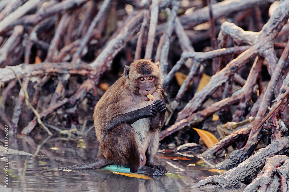 Adult monkey eating mango fruits in mangrove forest. Stock Photo ...