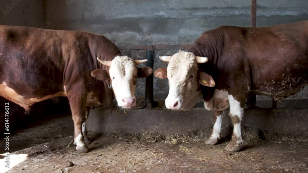 Simmental bulls are in the barn. Butchery bulls ready for meat stock ...