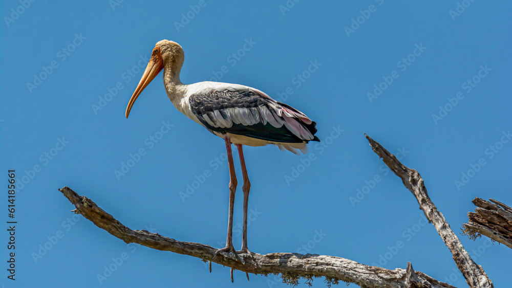 painted Stork Stock Photo | Adobe Stock