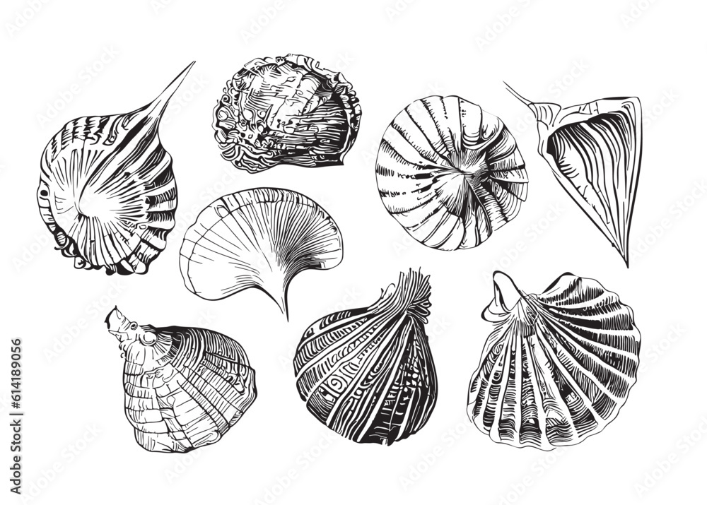 Seashells set hand drawn sketch illustration Sea animals Stock Vector ...