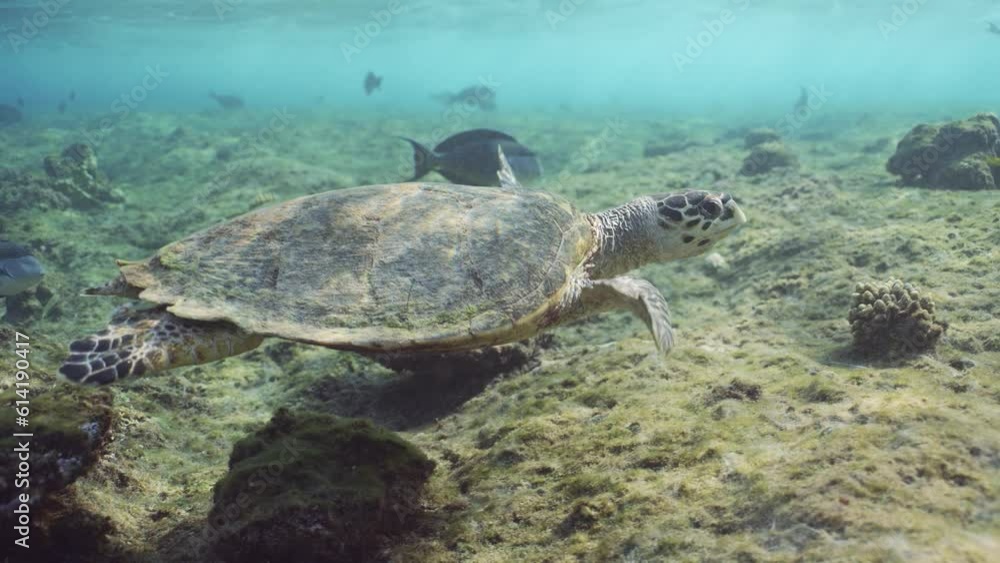 Slow motion, Sea Turtle swim over coral reef. Hawksbill Sea Turtle or ...