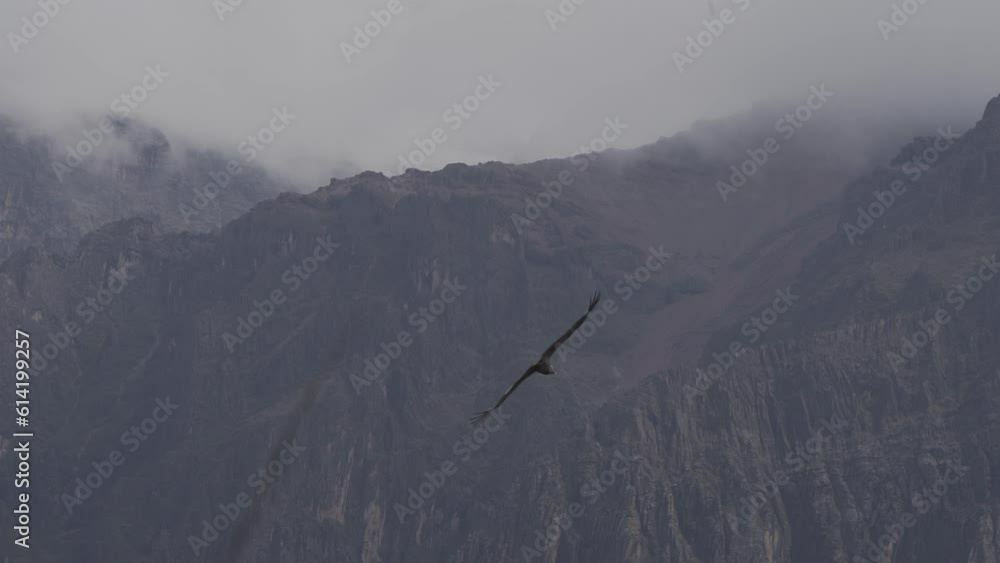 Andean condor, Vultur gryphus, the largest flying birds in the world ...