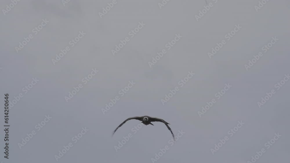 Andean condor, Vultur gryphus, the largest flying birds in the world ...