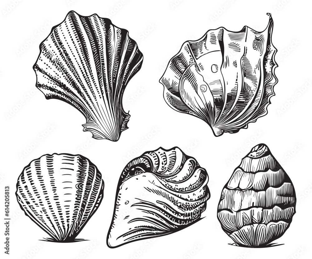 Seashell collection hand drawn sketch illustration Sea animals Stock ...