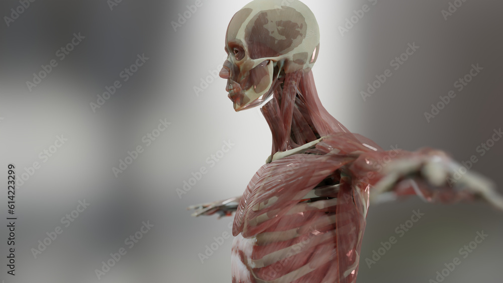 3d illustration of Human anatomy, muscles, organs, bones. Creative ...