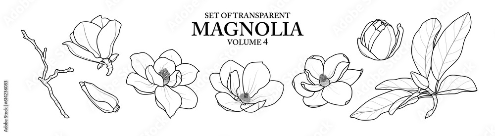 Cute hand drawn isolated black outline Magnolia on transparent ...