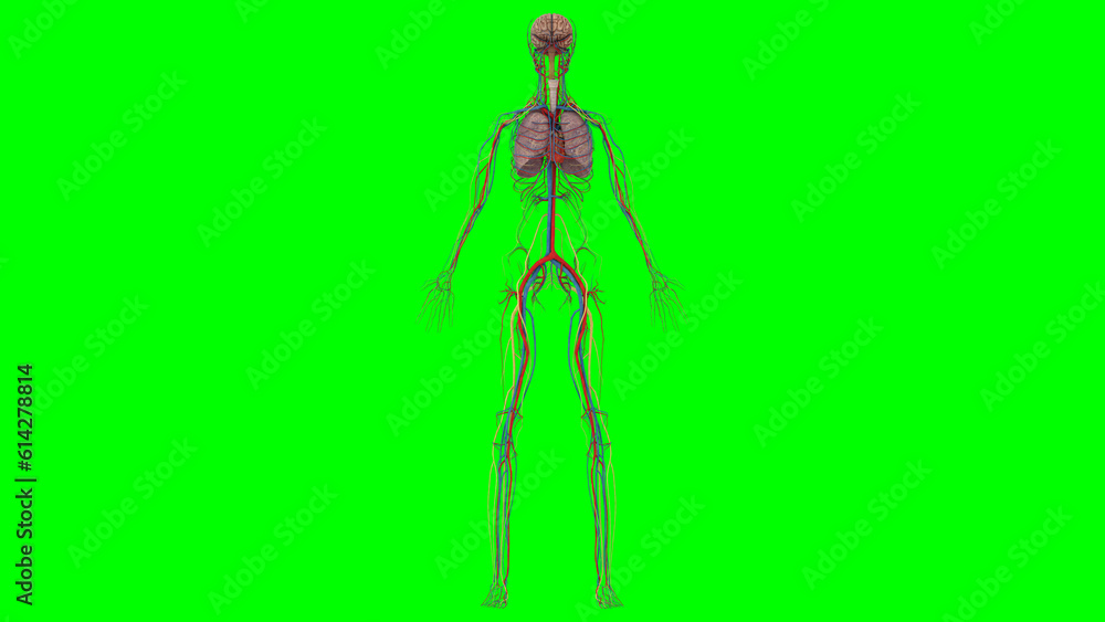 Medical Education Chart of Biology for Human Body Organ System Diagram ...