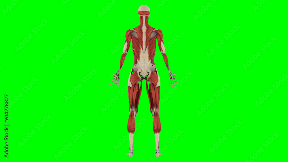 Medical Education Chart of Biology for Human Body Organ System Diagram ...