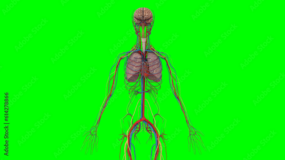 Medical Education Chart of Biology for Human Body Organ System Diagram ...