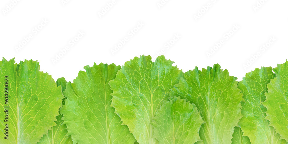 Lettuce salad green leaves seamless horizontal border pattern isolated ...