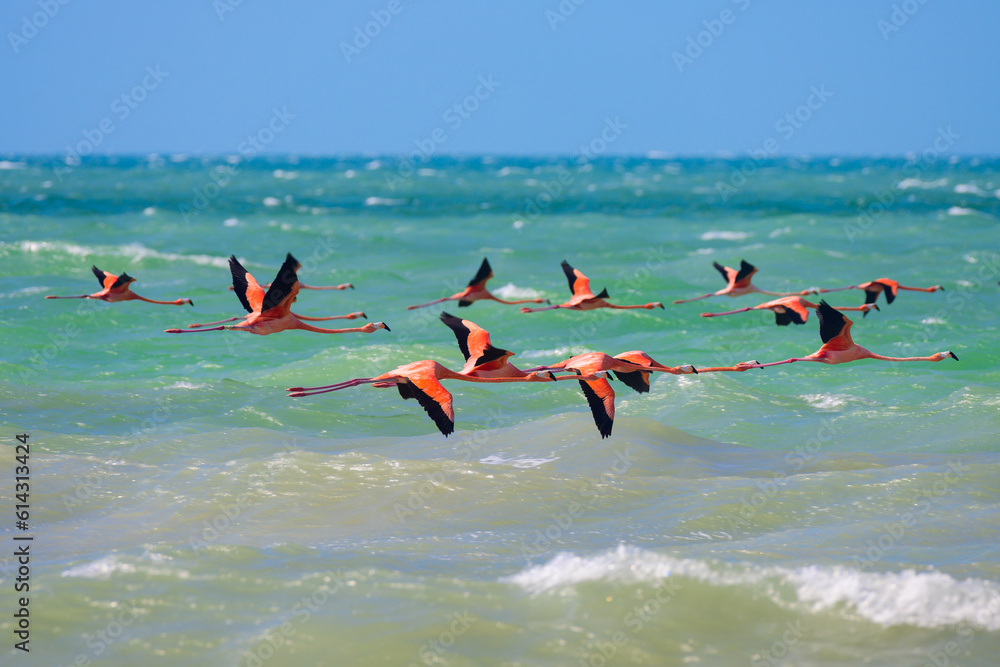 Flamingos flying on the beach of Sisal, Yucatan, México Stock Photo ...