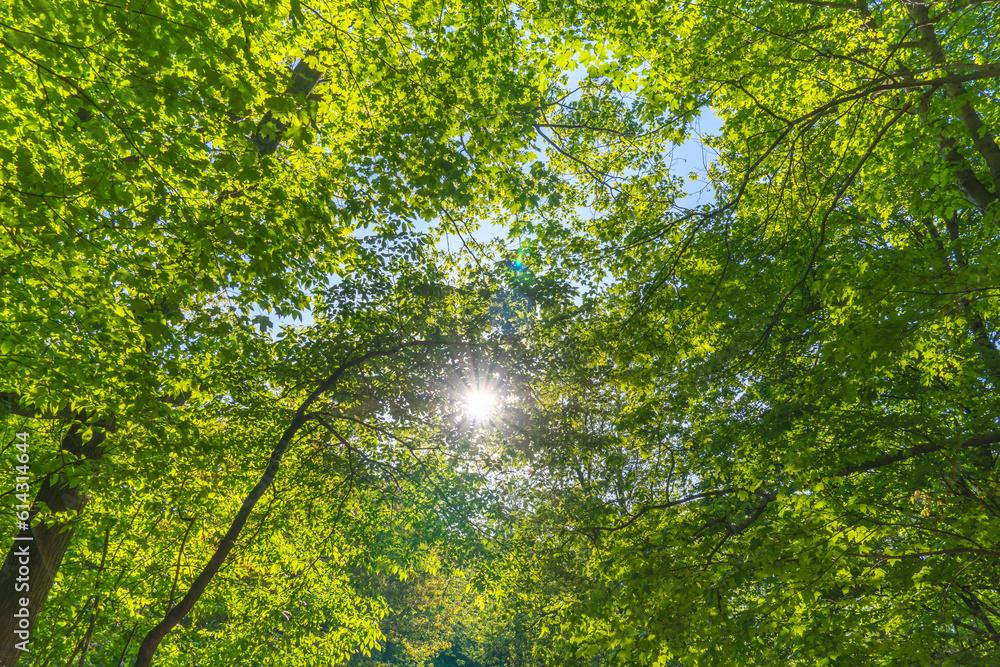 Rattlesnake Point Conservation Area is biosphere Reserve. Green trees ...