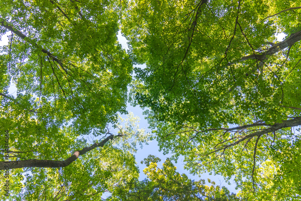 Rattlesnake Point Conservation Area is biosphere Reserve. Green trees ...