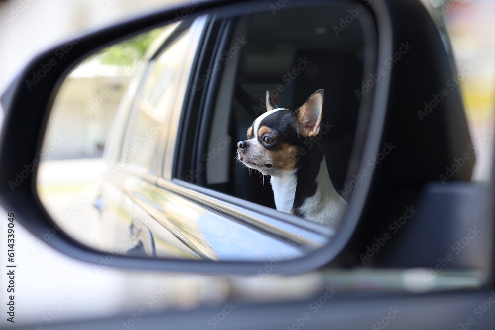 the reflection of a cute dog's face in the car mirror, the face of a ...
