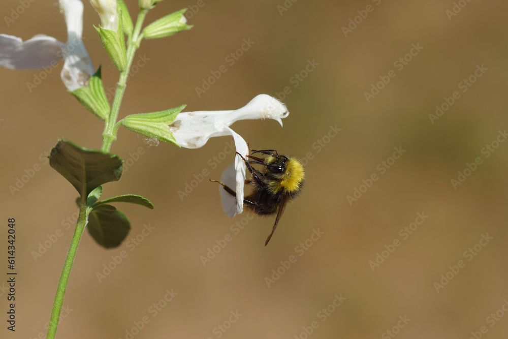 Early bumblebee (Bombus pratorum), family Apidae on white flowers of ...