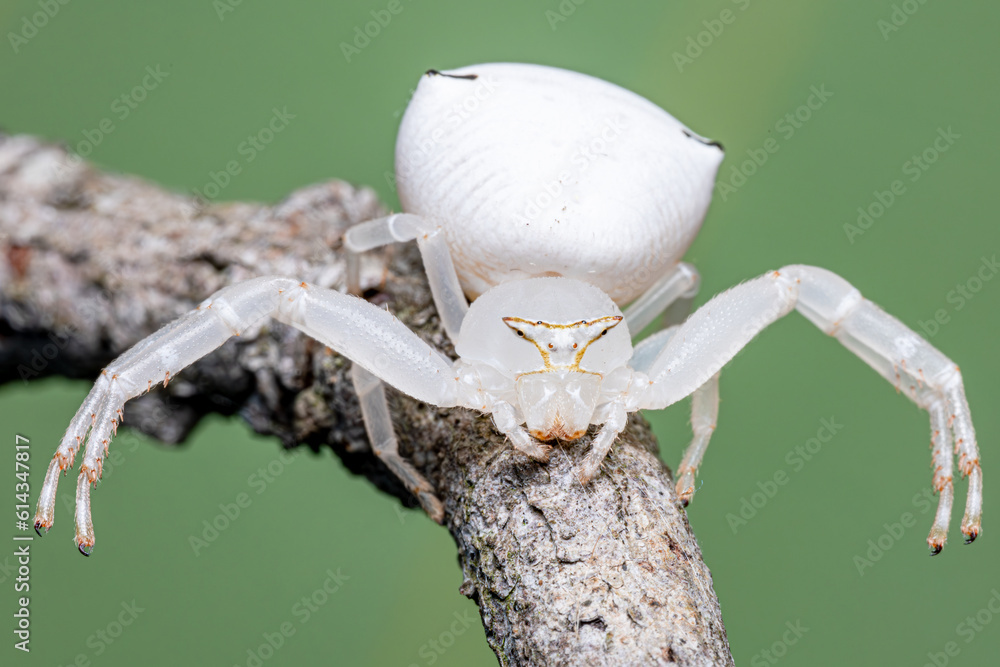 White Crab Spider (Thomisus spectabilis) walking on the stem with green ...