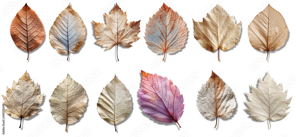 different types of dried leaves with shadow, on a transparent ...